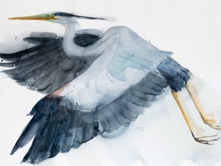 watercolour heron